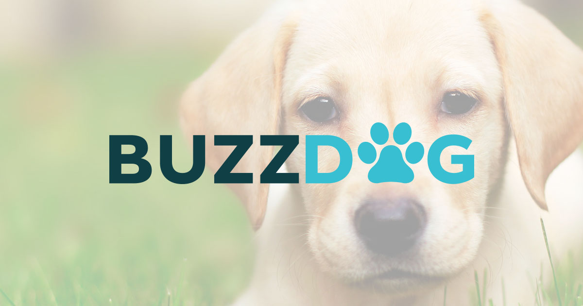 BuzzDog – A Community For Dog Lovers