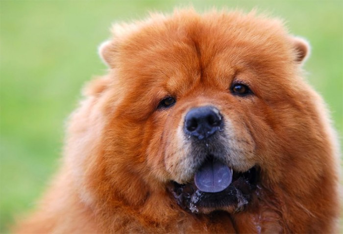 25 Cool Dog Facts – BuzzDog