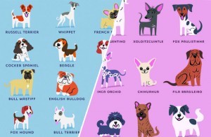 Adorable Guide Shows Dogs Of The World By Geographic Origin – BuzzDog